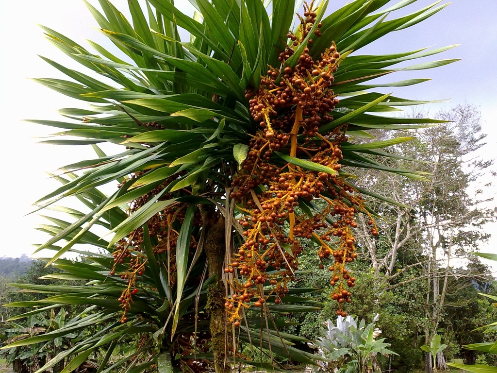African Dragon Tree from Provincia de Puntarenas, Rancho Quemado, Costa ...