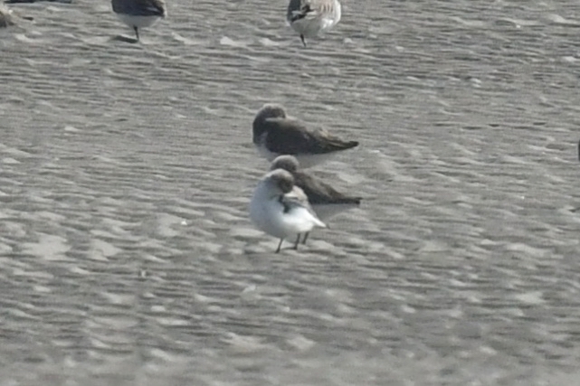Spoon-billed Sandpiper in January 2021 by HUANG QIN · iNaturalist