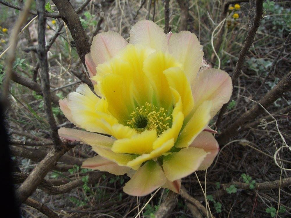 Echinocereus pectinatus rutowiorum from Pavis Borunda, Chihuahua, Chih ...
