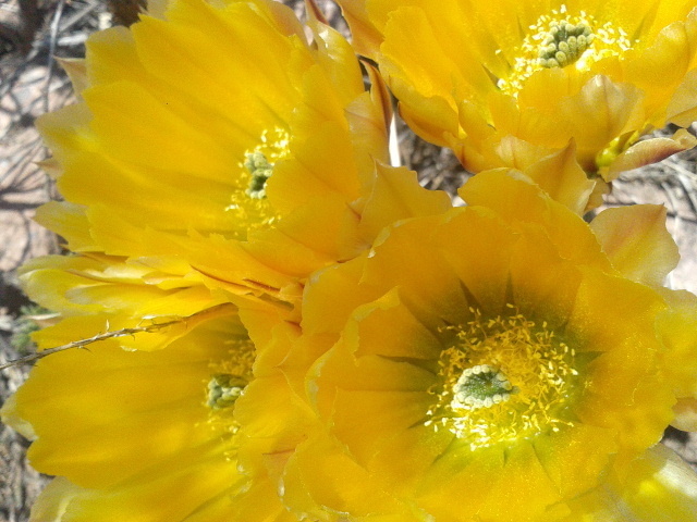 Echinocereus pectinatus rutowiorum from Pavis Borunda, Chihuahua, Chih ...