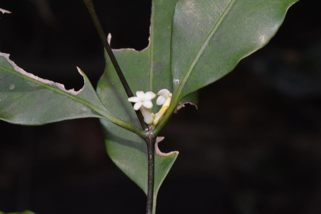 Pleiocarpa pycnantha from Kolwezi, Democratic Republic of the Congo on ...