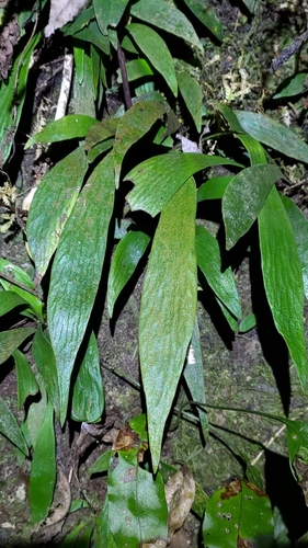 Antrophyum castaneum · iNaturalist United Kingdom