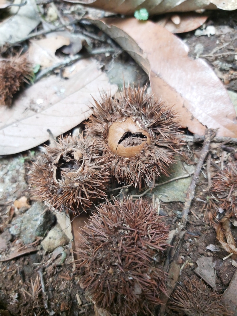 Castanopsis argentea in September 2020 by Lulu Luthfiyah · iNaturalist