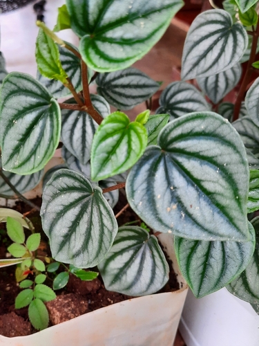 Peperomia turboensis · iNaturalist