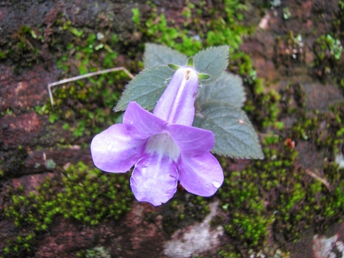 Genus Mandirola · iNaturalist