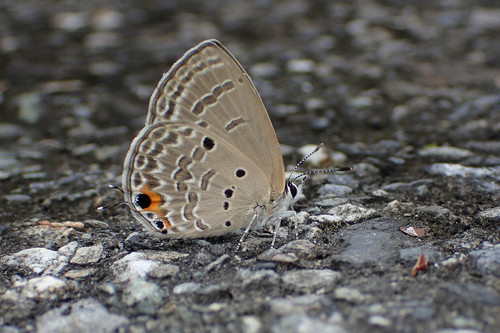 Subspecies Luthrodes pandava peripatria · iNaturalist