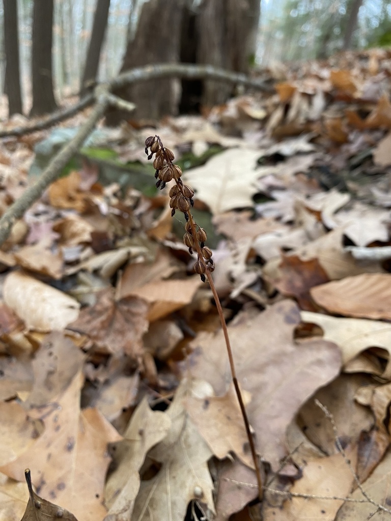 autumn coralroot in November 2020 by Kaley · iNaturalist