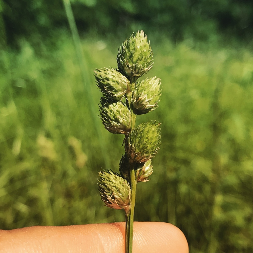 clustered sedge from East Falmouth, MA, US on June 26, 2018 at 08:48 AM ...
