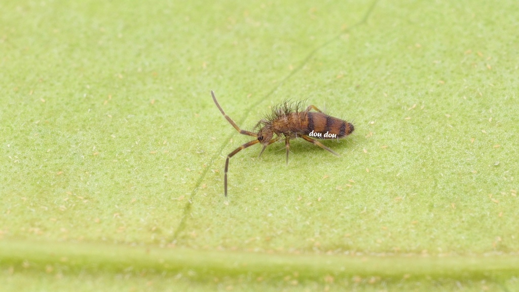 Homidia sauteri from 中国江苏省南京市玄武区岗子村 on September 11, 2020 at 10:21 PM ...