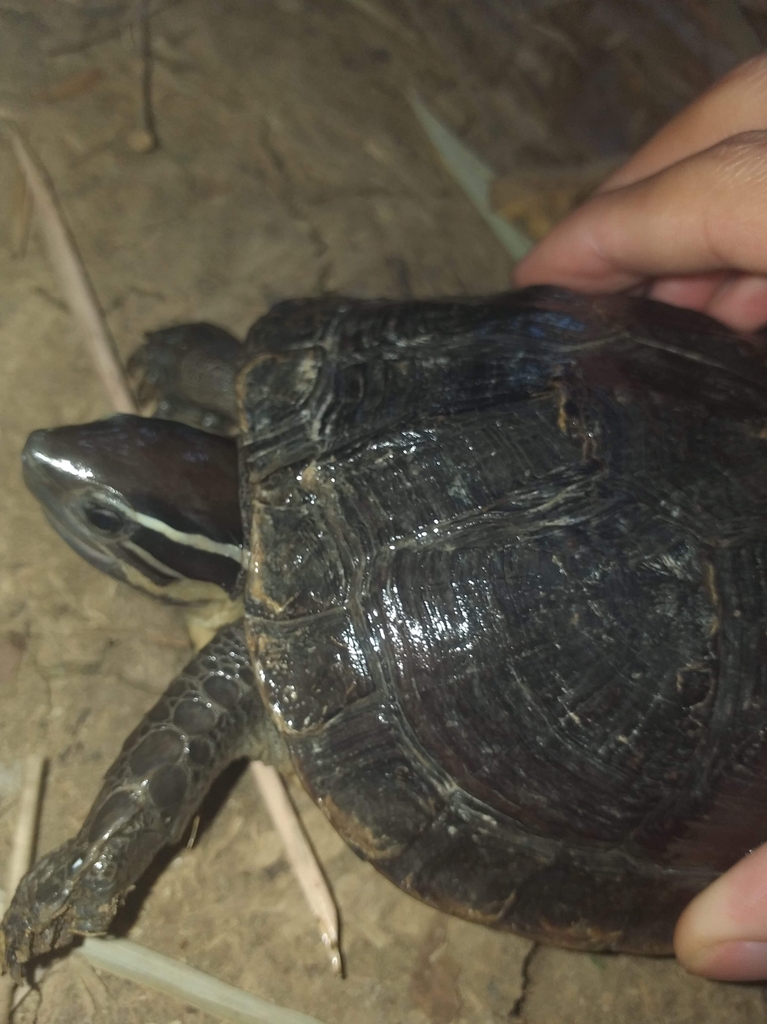 South Asian Box Turtle in January 2021 by Brixann Lucenecio · iNaturalist