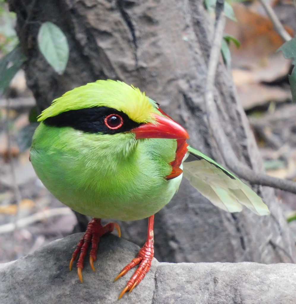 Common Green-Magpie from Chopra, Uttarakhand, India on January 17, 2021 ...