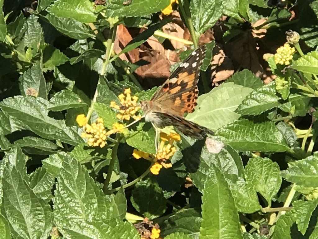 Painted Lady from 501 Gene Autry Ln, Murphy, TX, US on October 08, 2017 ...