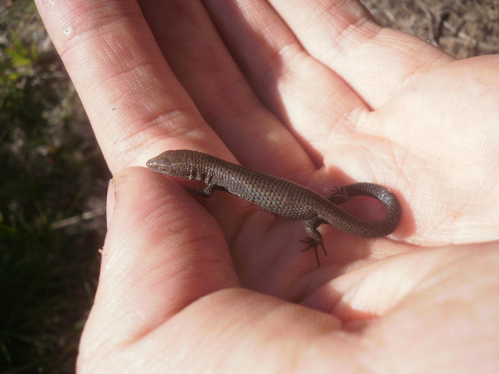 Bogotá Anadia in April 2014 by .. PNN(?) · iNaturalist