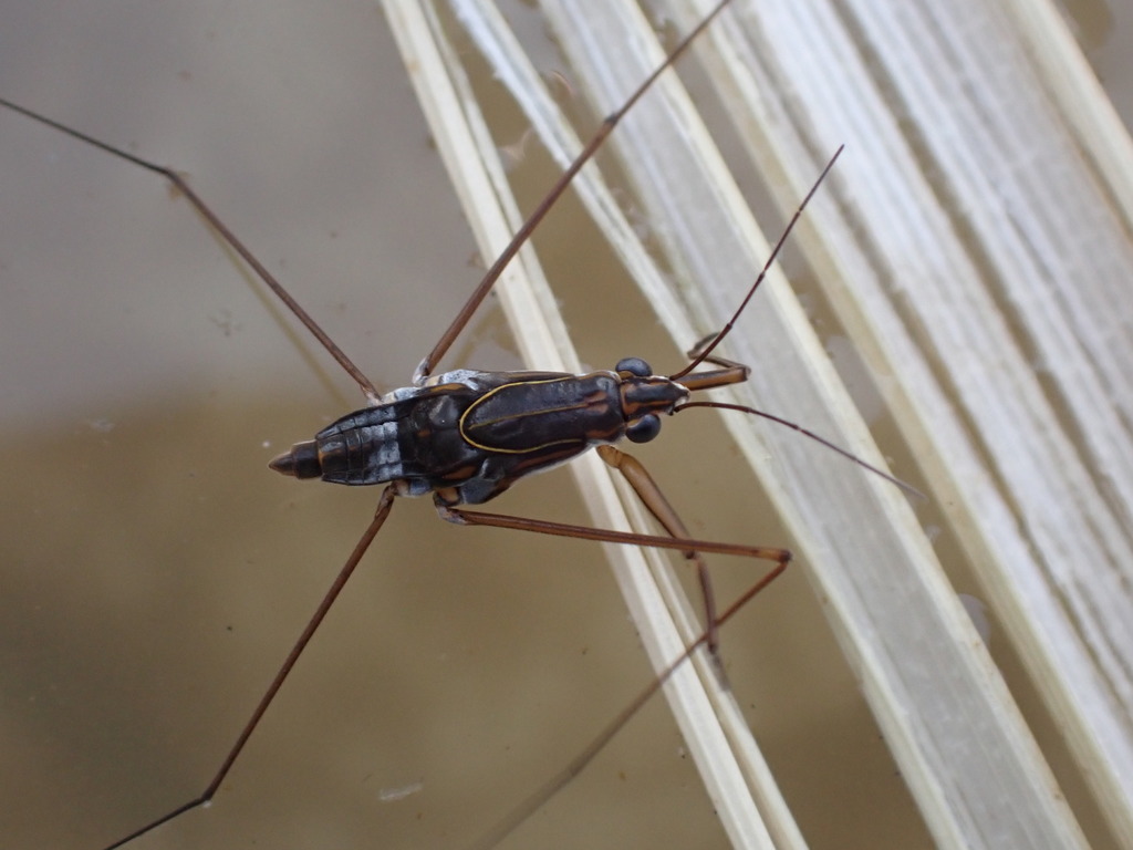 Limnogonus fossarum from 香港林村 on January 16, 2021 at 03:05 PM by ...