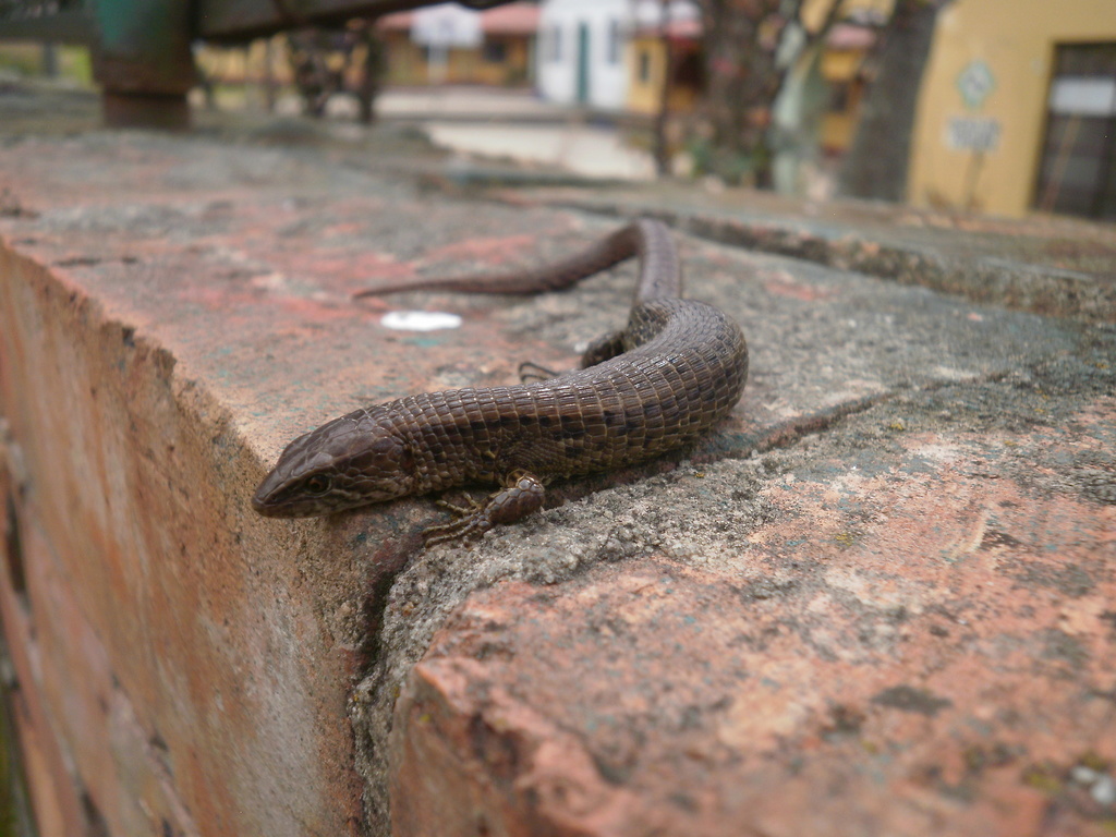 Striped Lightbulb Lizard from Boyacá, Colombia on May 9, 2012 at 12:13 ...