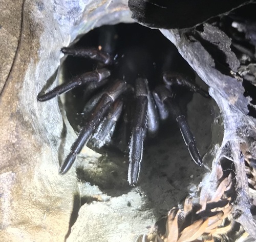 Arbanitis robertcollinsi · iNaturalist