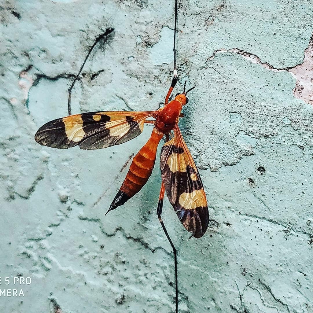 Antlered Crane Fly from Dabha Chowk, Vayusena Nagar, Nagpur ...