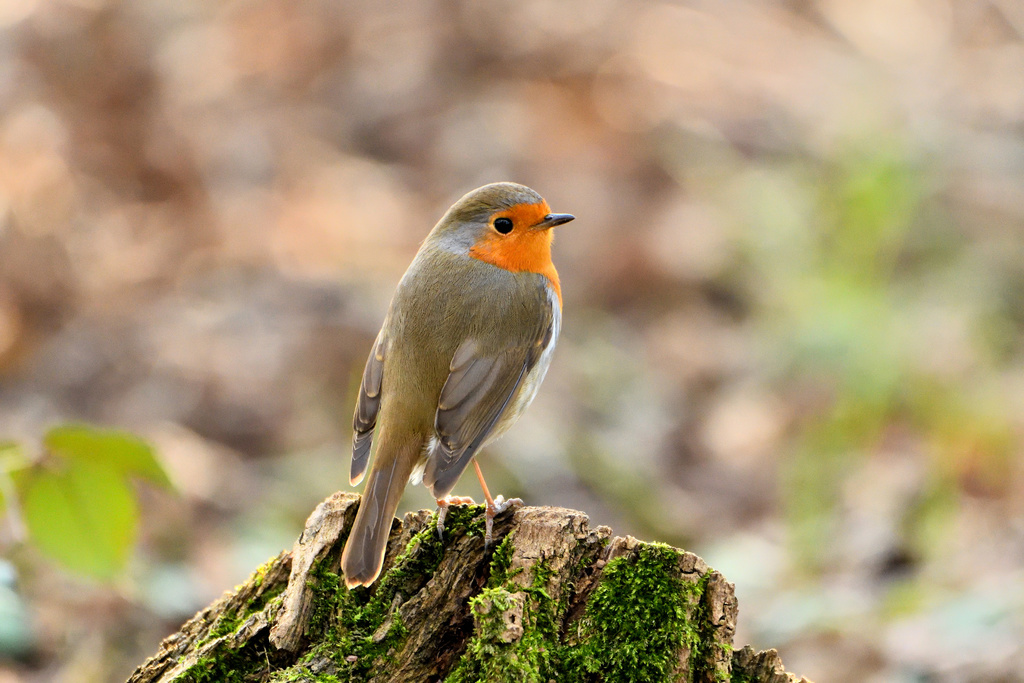 European Robin from Via San Giacomo, Gerenzano, Lombardia, IT on ...