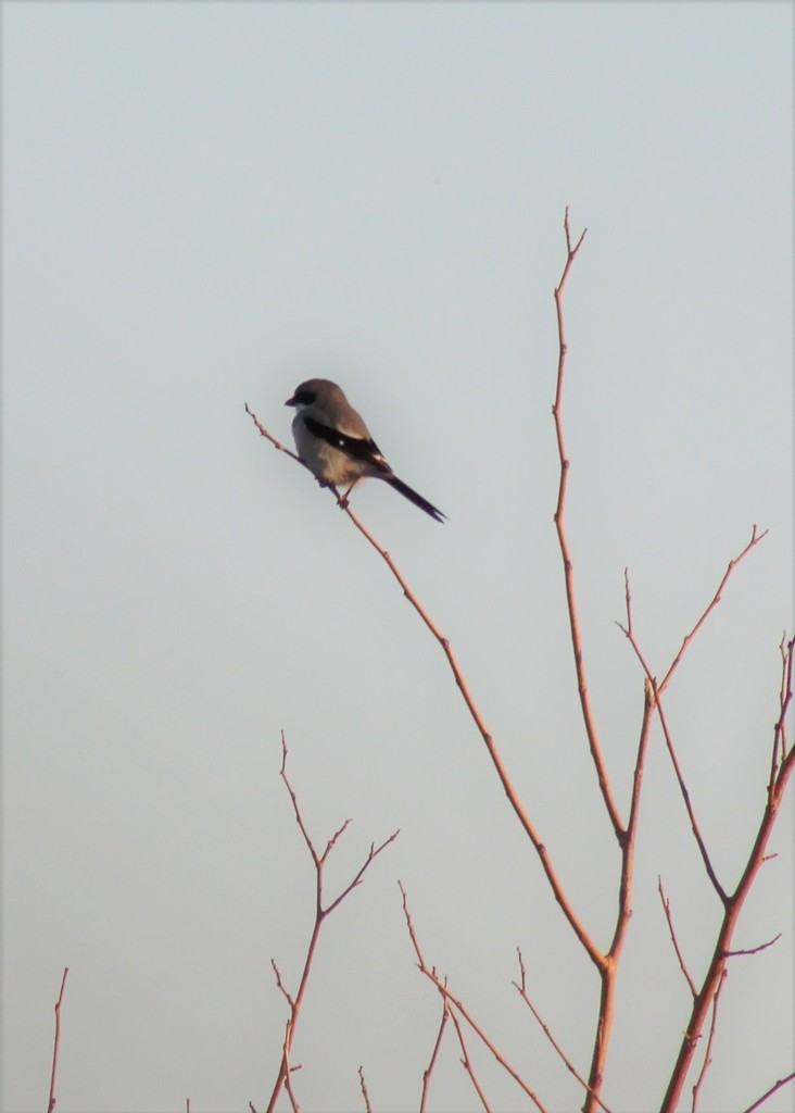 Loggerhead Shrike from Texas City, TX, USA on January 16, 2021 at 06:32 ...