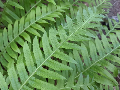 Observations by tatertots · iNaturalist