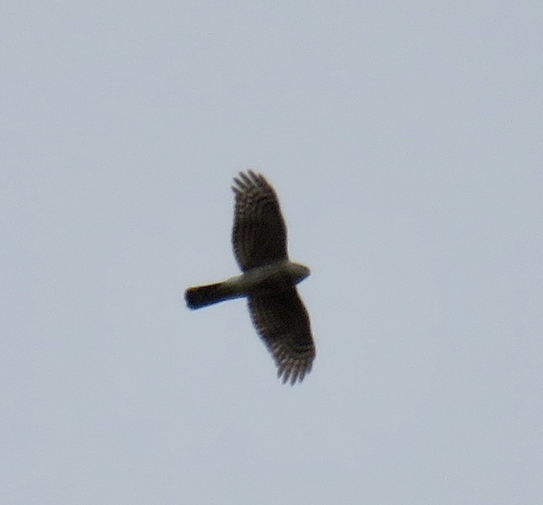 Sharp-shinned Hawk from Jupiter, FL, US on January 17, 2021 at 01:19 PM ...