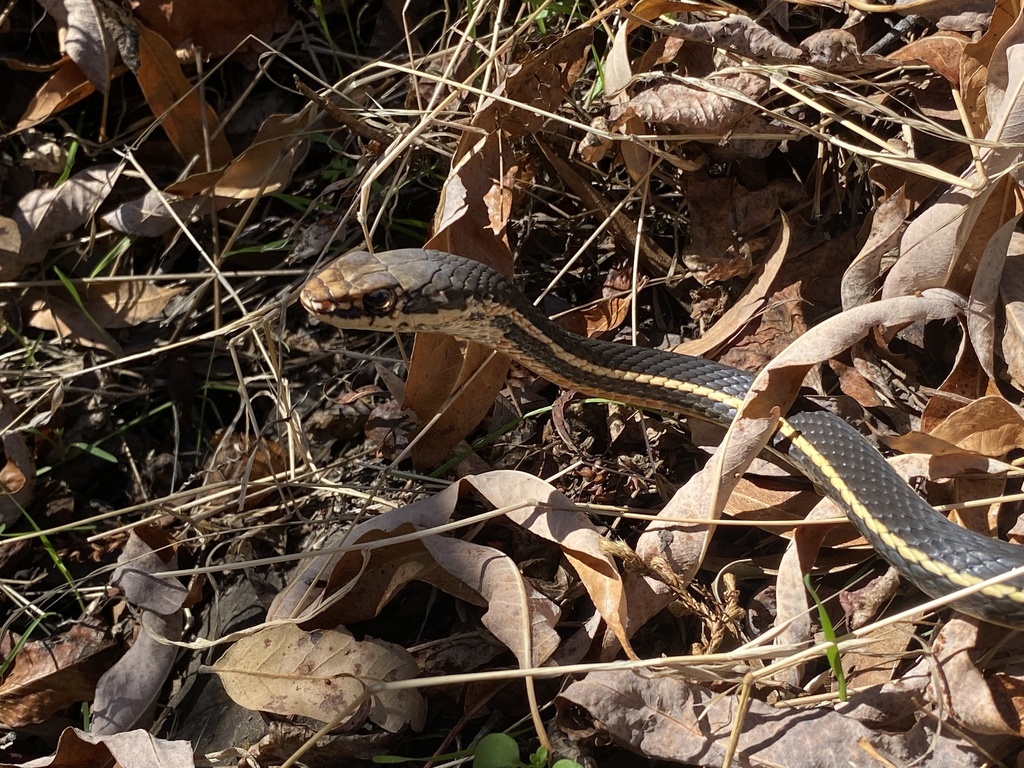 California Striped Racer from Bidwell Park, Chico, CA, US on January 16 ...