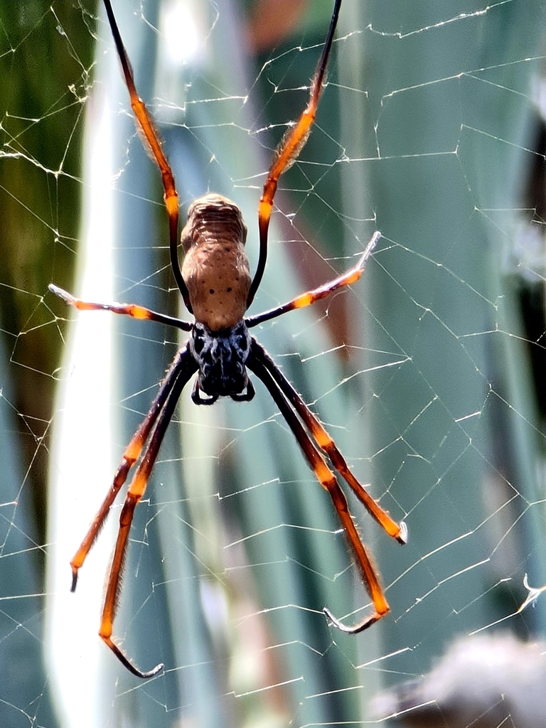 Tiger Spider from Mt Coot-tha Rd at Botanic Gardens, stop 17 on January ...