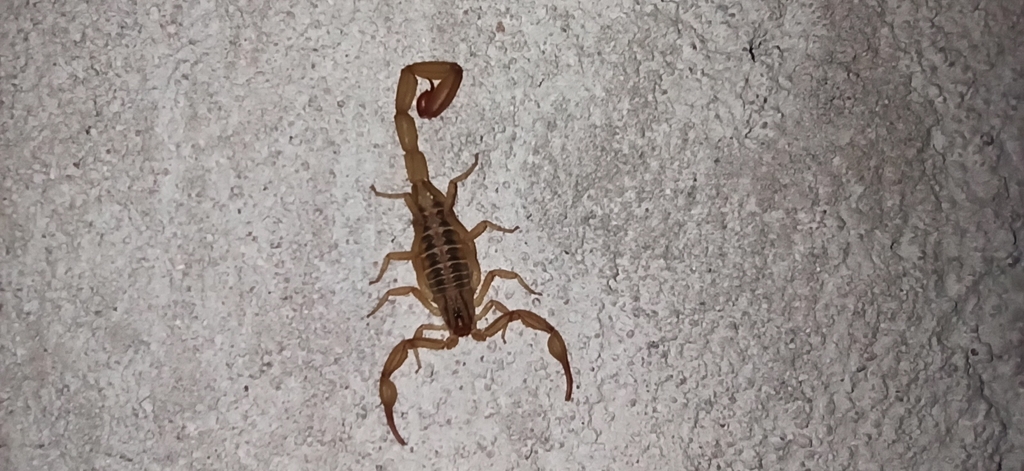 Centruroides mascota from Centro, 46900 Mascota, Jal., México on ...