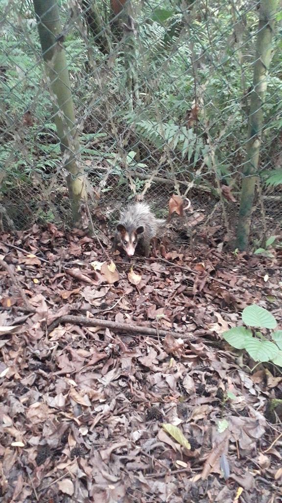 Big-eared Opossum from Tamboré Biological Reserve on January 17, 2021 ...