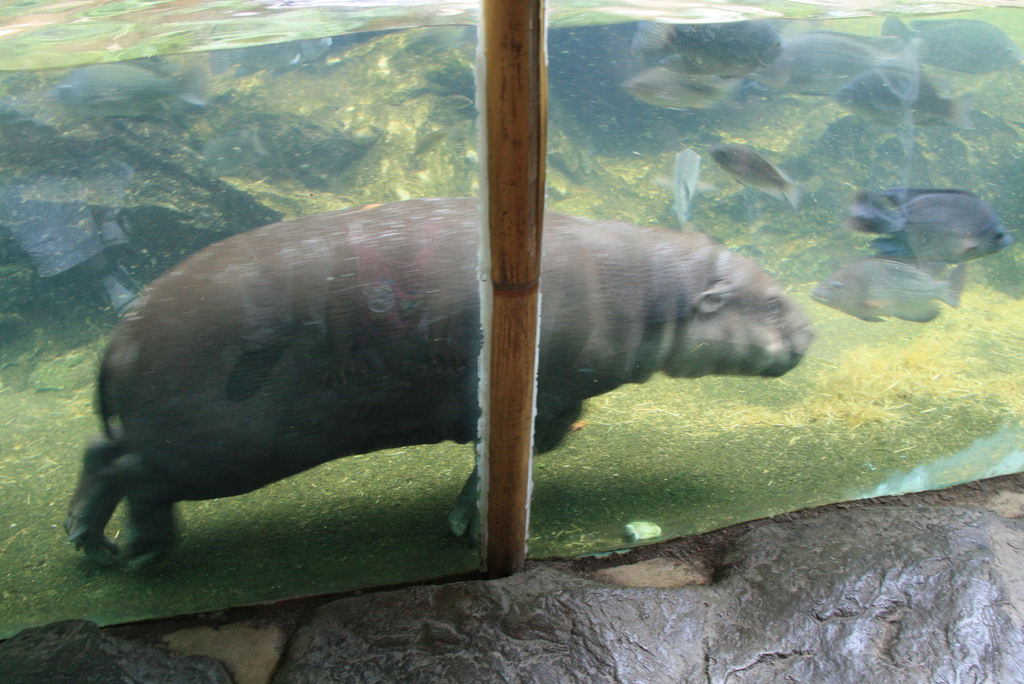 Pygmy Hippopotamus in September 2011 by sylb · iNaturalist