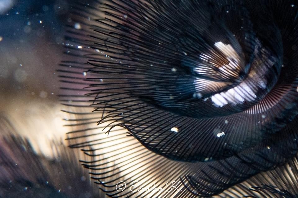 Anemone Horseshoe Worm from Sydney Harbour, シドニー, AU on January 14 ...