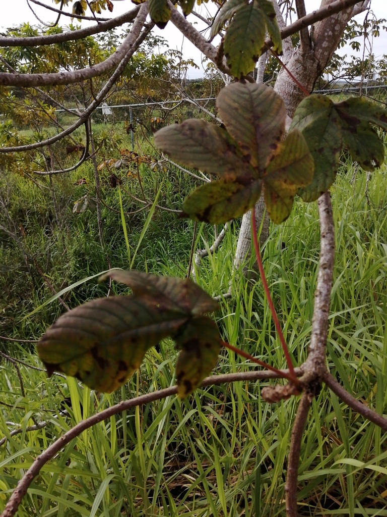 Buttercup Tree from Agua Dulce, Ver., México on January 18, 2021 at 09: ...