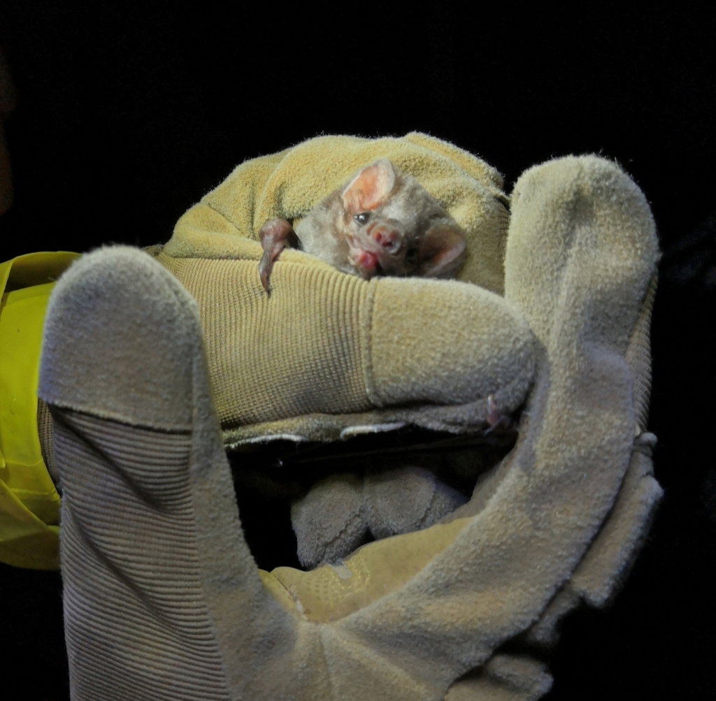 Hairy-legged Vampire Bat from Xichú on October 16, 2019 by Maggy Cruz ...