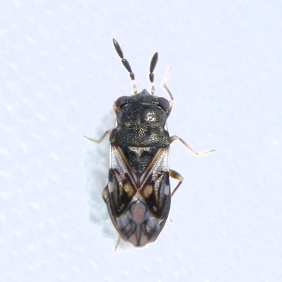 Appolonius from Palm Beach County, FL, USA on July 3, 2020 at 10:13 PM ...