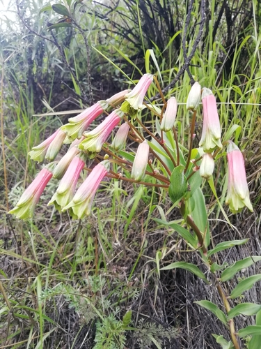 Bomarea bracteata · iNaturalist