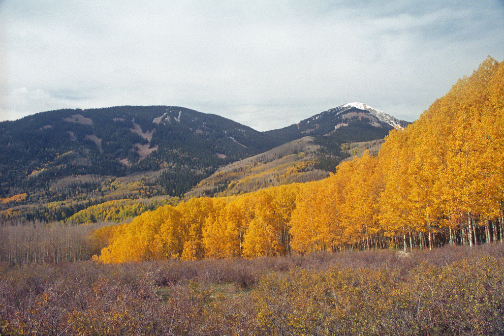 trembling aspen from San Juan County, UT, USA on October 6, 2004 at 10: ...