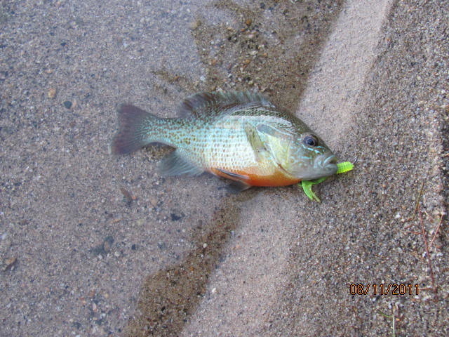 Redbreast Sunfish from lake kanasatka, new hampshire on August 11, 2011 ...