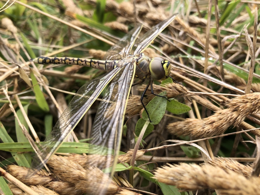 Australian Emperor from Mount Leura Road, Camperdown, VIC, AU on ...