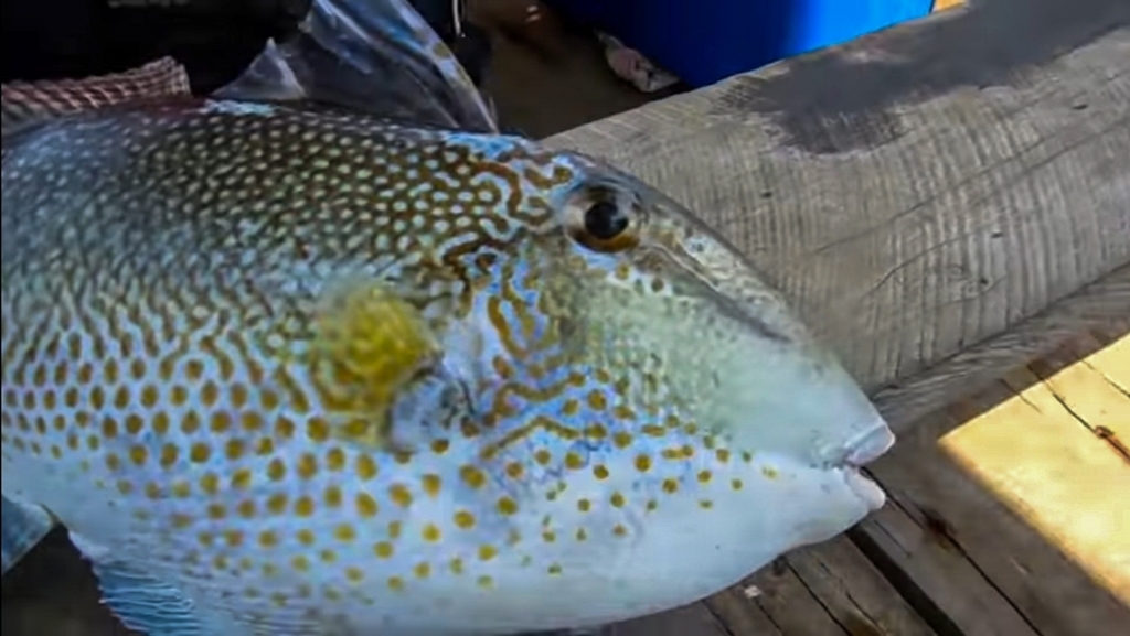 Starry Triggerfish from Indonesia on January 17, 2021 at 11:20 AM by ...