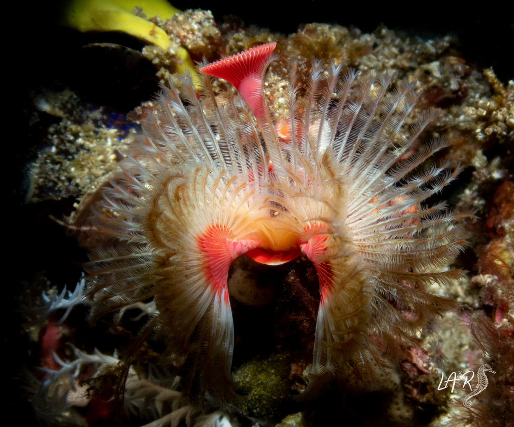 Sabellida on January 16, 2021 at 09:08 AM by Albert Alonso · iNaturalist