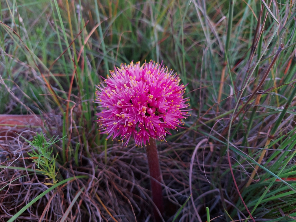 Haemanthus humilis humilis from Bloemfontein NU, Bloemfontein, 9301 ...
