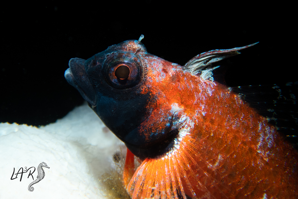 Triplefins (Tripterygiidae) - Marine Life Identification