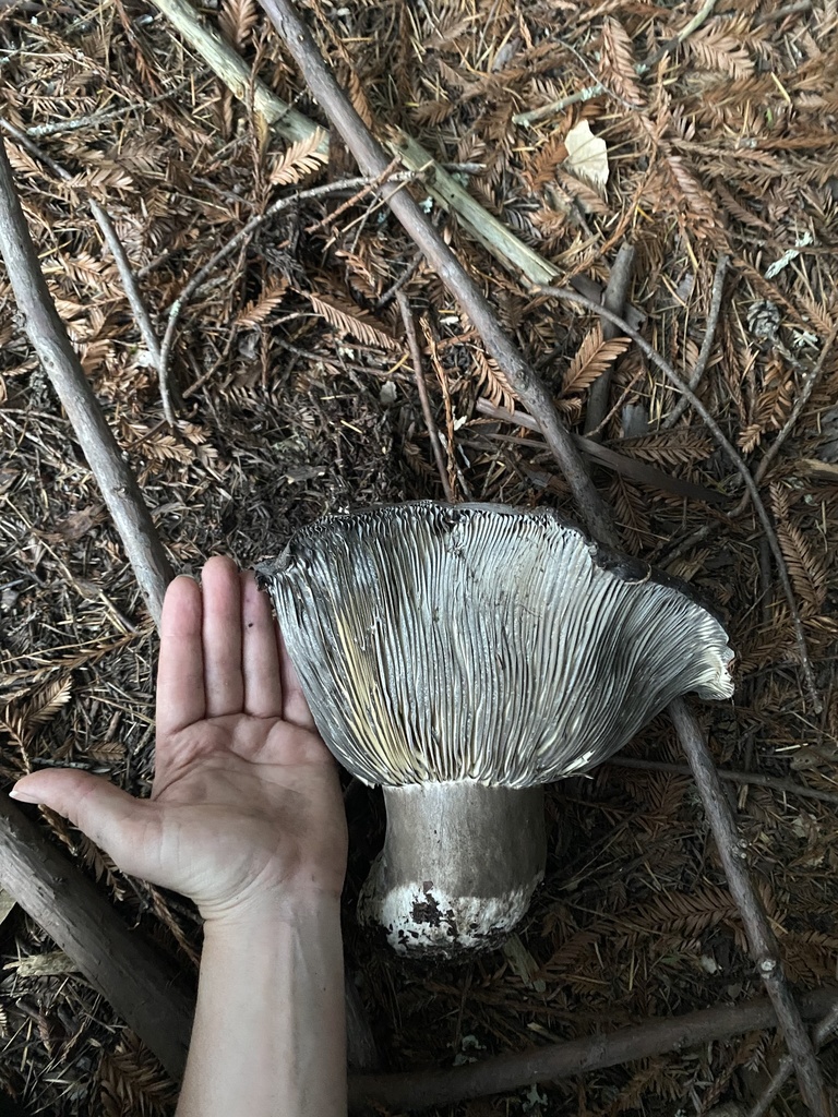 Blackening Russula from UC Santa Cruz, Santa Cruz, CA, US on January 18 ...