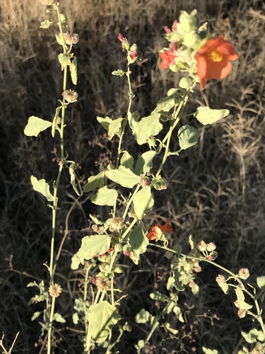 Subspecies Sphaeralcea angustifolia lobata · iNaturalist United Kingdom