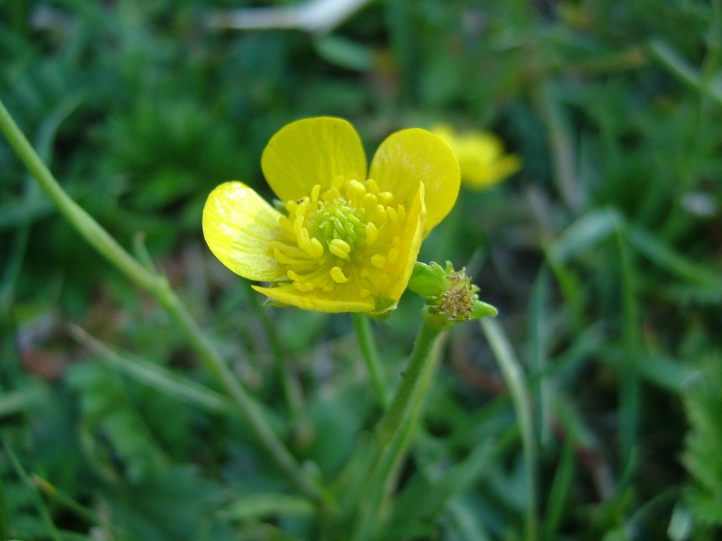 Japanese Buttercup from Argalant, Mongolia on January 1, 2003 at 12:00 ...