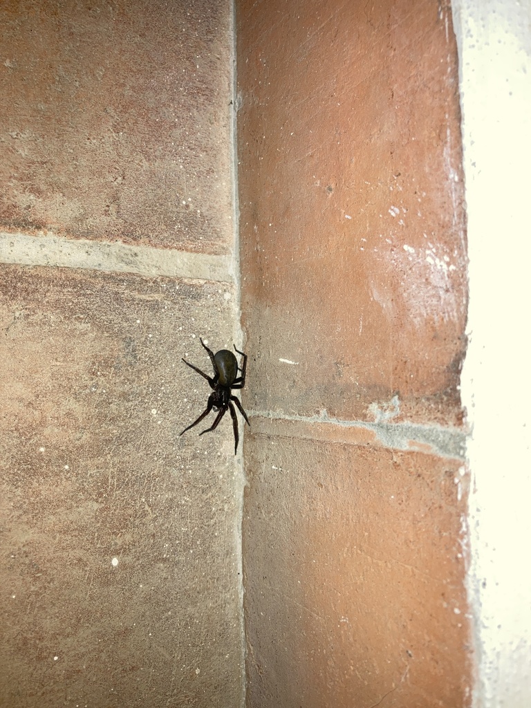 Zorocrates from Carretera, Malinalco, Edomex, MX on January 17, 2021 at ...