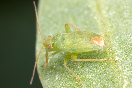 Orthotylus moncreaffi · iNaturalist United Kingdom
