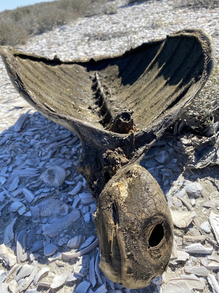 Olive Ridley Sea Turtle in January 2021 by hectormarquez · iNaturalist