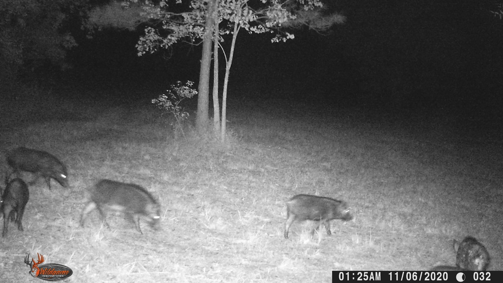 Wild Boar from Cleveland, TX, US on November 6, 2020 at 01:25 AM by ...