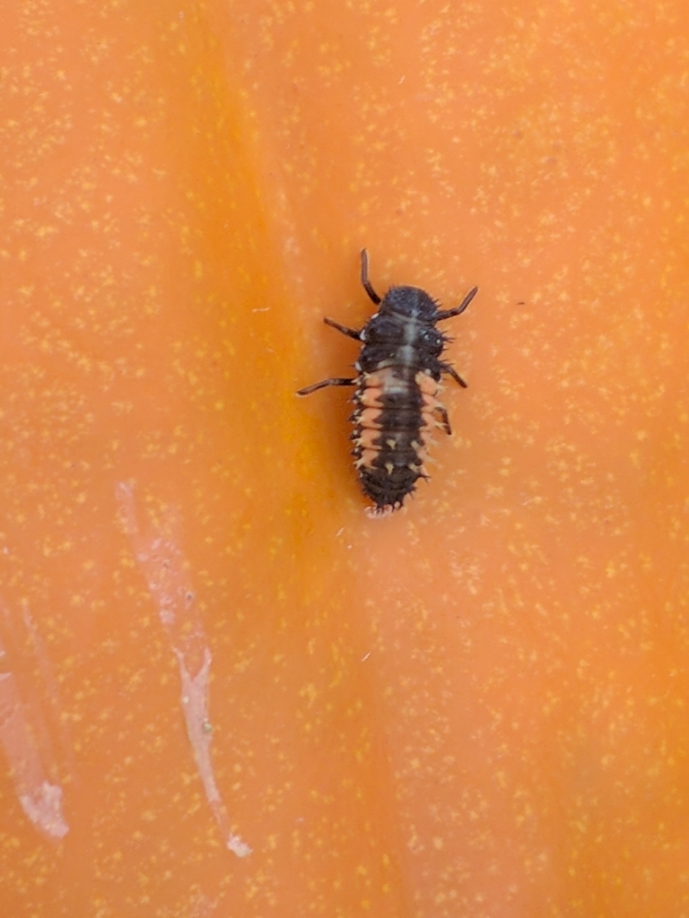 Asian Lady Beetle from 21900 Wildcat Rd, Germantown, MD 20876, USA on ...